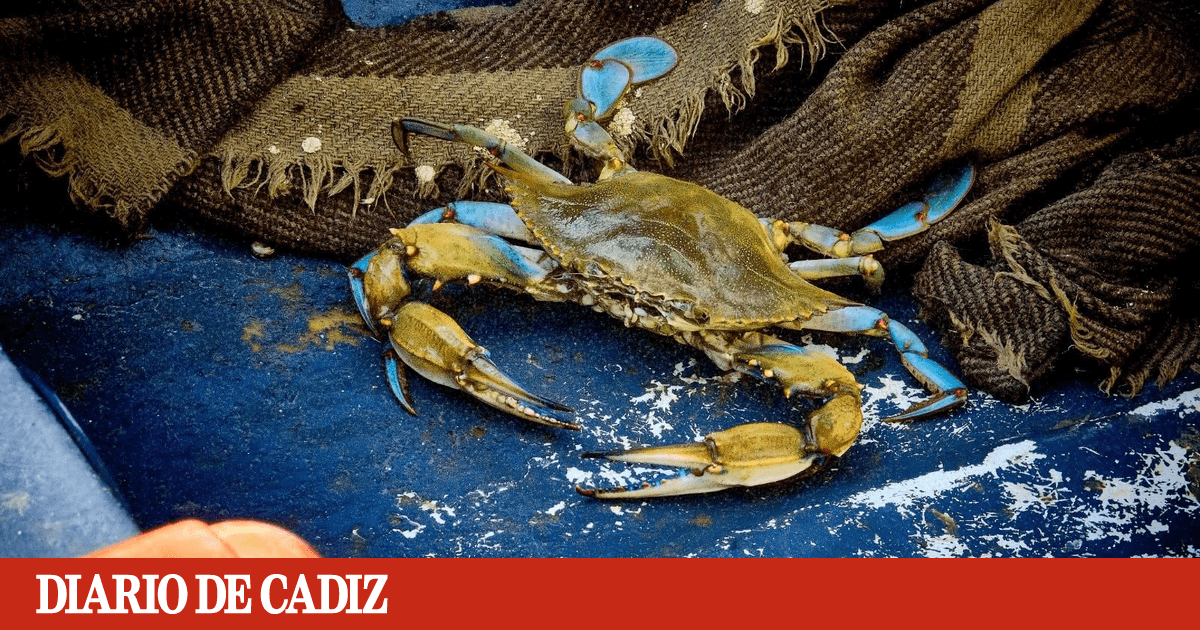 Guía completa: Información y características de la jaiba cangrejo azul ...