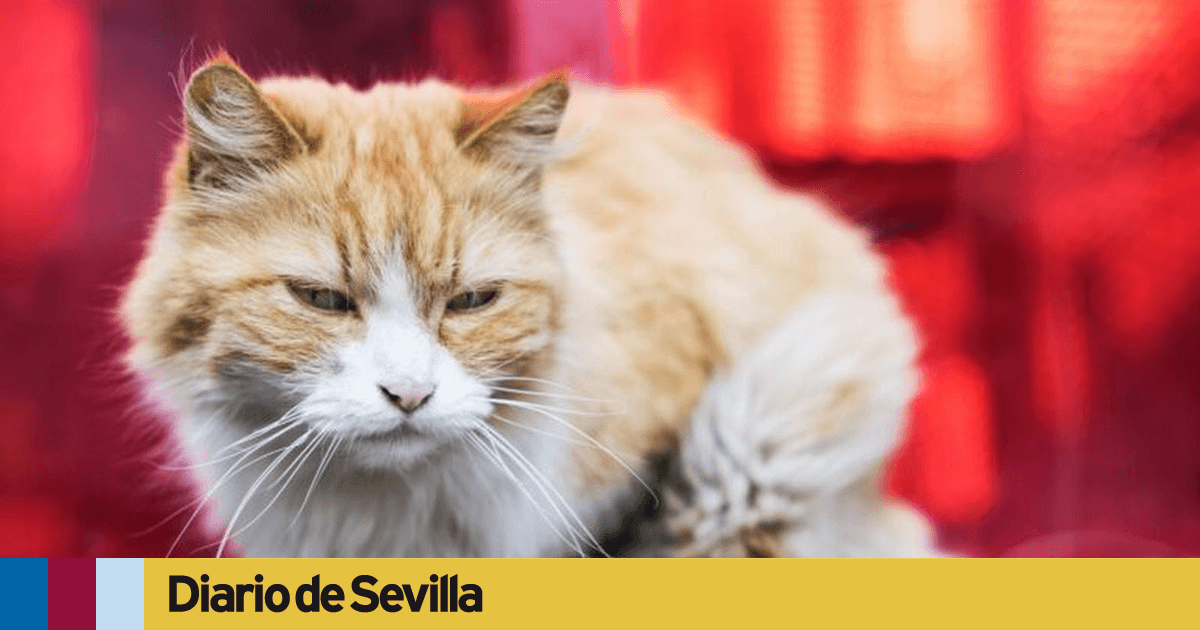 El sida felino, uno de los virus más peligrosos de los gatos