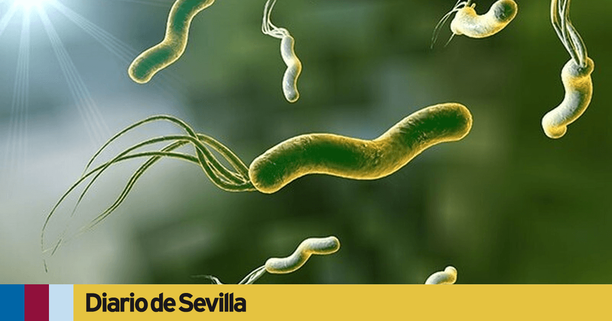 Usos y efectos adversos de Pylera, un medicamento contra la infección ...