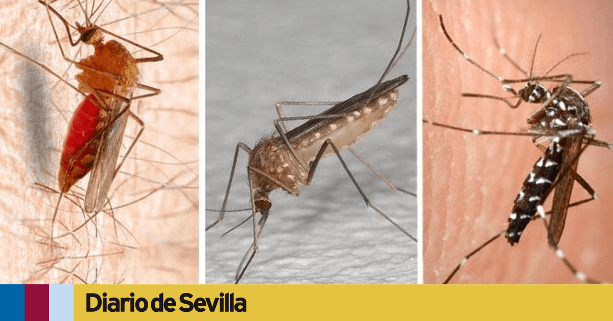 Tipos de mosquitos en España: del común a los temidos tigre y anopheles