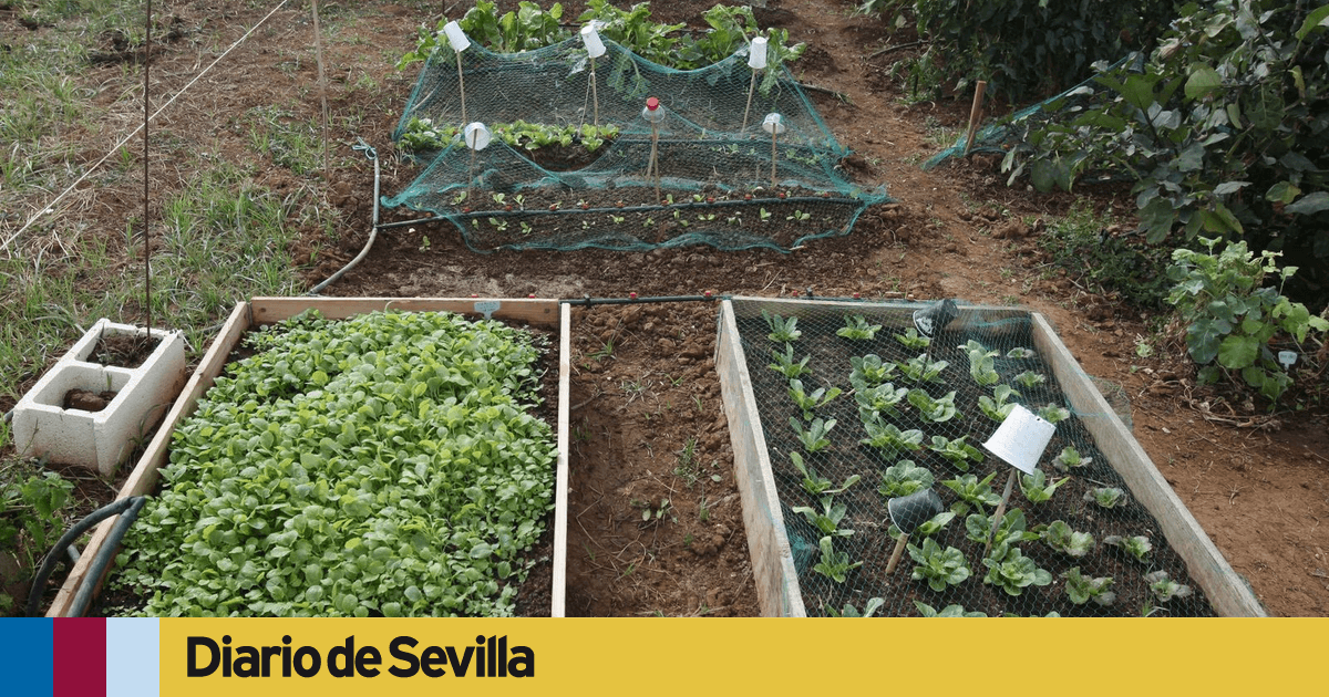 Así son los huertos ecológicos en Sevilla, el 'hobbie' de moda de la ...