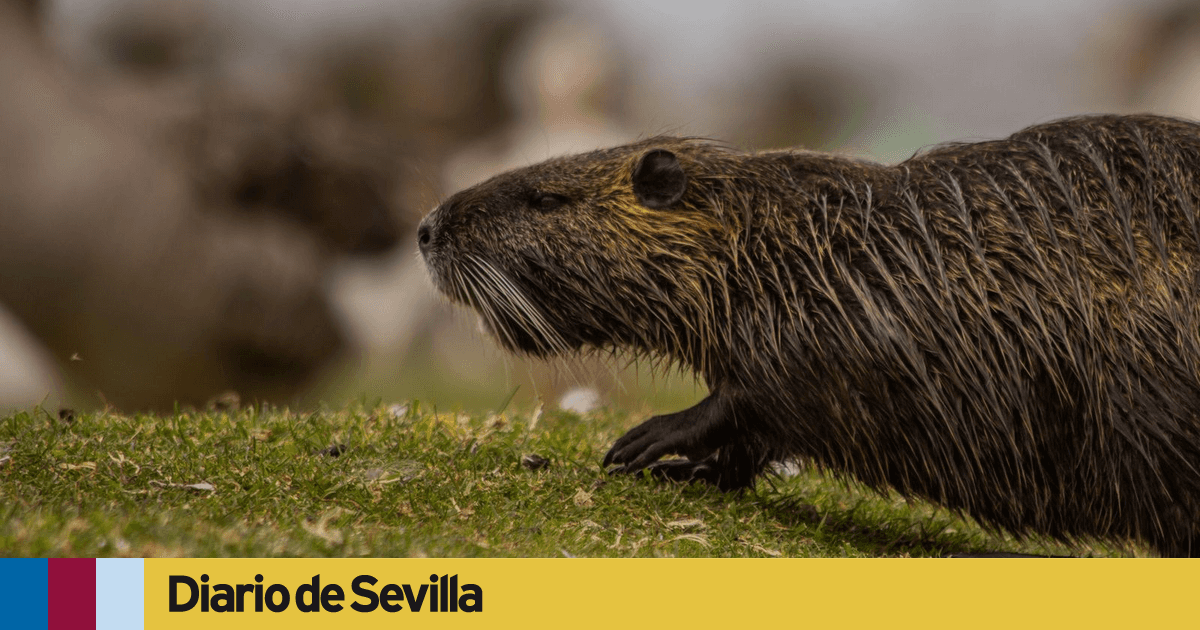 Los castores tienen los dientes naranja y son tóxicos por su contenido ...