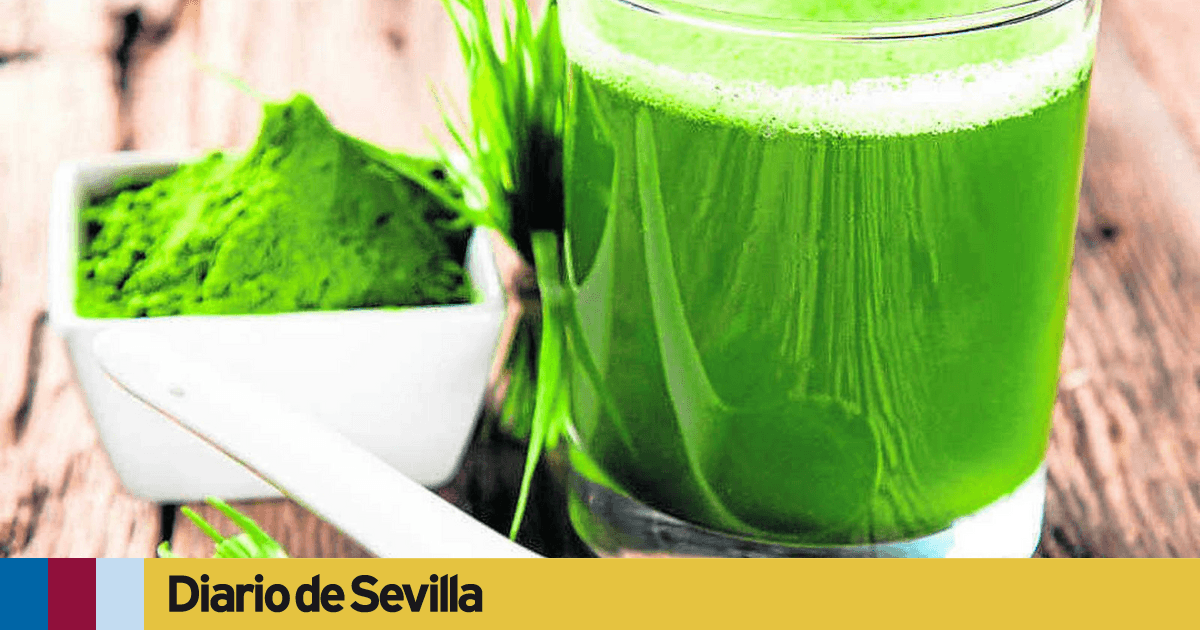 Todo sobre la espirulina, el superalimento que aumenta tu resistencia y ...
