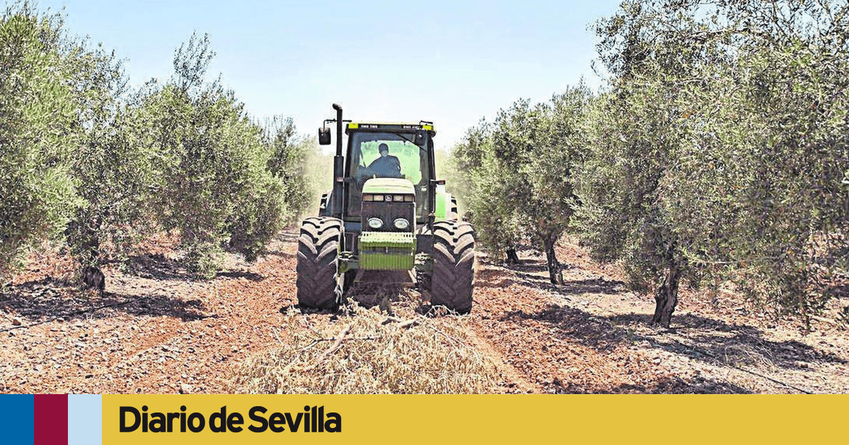 Magnon Green Energy: cómo generar energía renovable gracias al cuidado ...