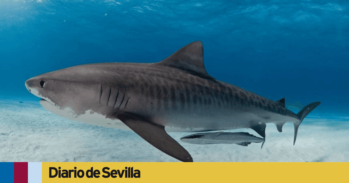 Unos tiburones atacan a un equipo de Netflix mientras rodaban un documental