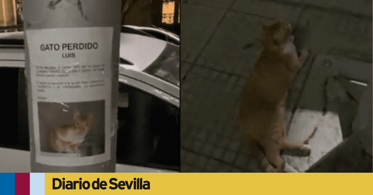 Encuentran a un gato durmiendo junto a su cartel de "gato perdido"