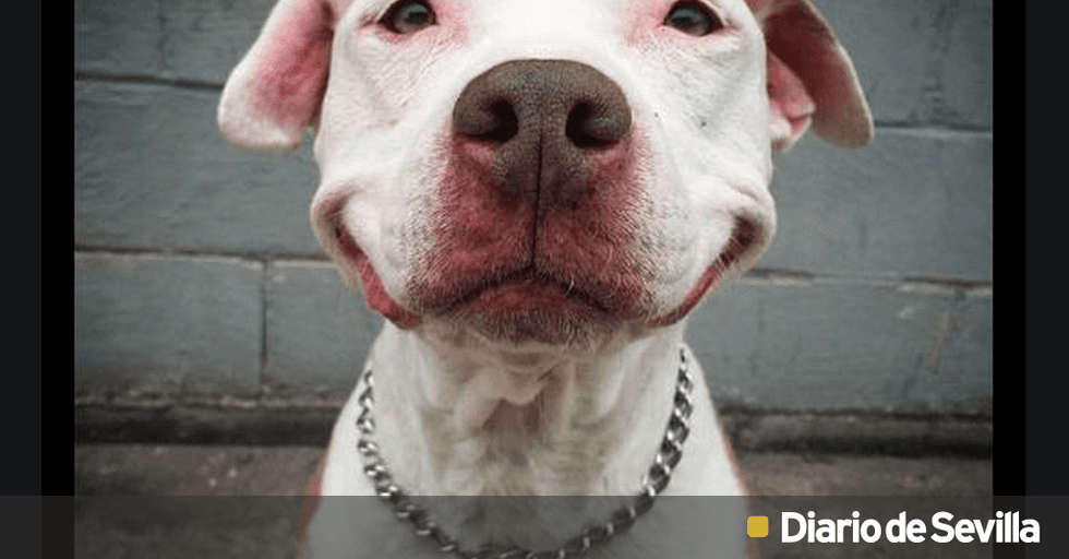 A Que Edad Un Pitbull Deja De Ser Cachorro
