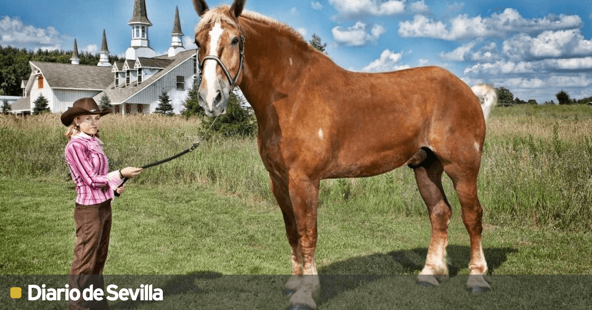 Muere Big Jake, el caballo más alto del mundo