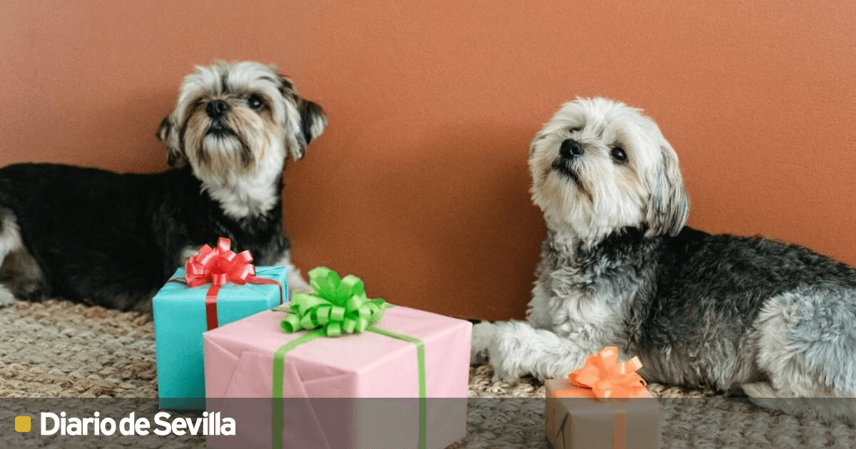 Día Mundial Del Perro 2021 ¿por Qué Se Celebra El 21 De Julio Y Cómo