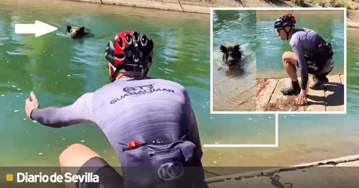 Video: Vídeo del jabalí atacando a un ciclista al intentar ayudarlo