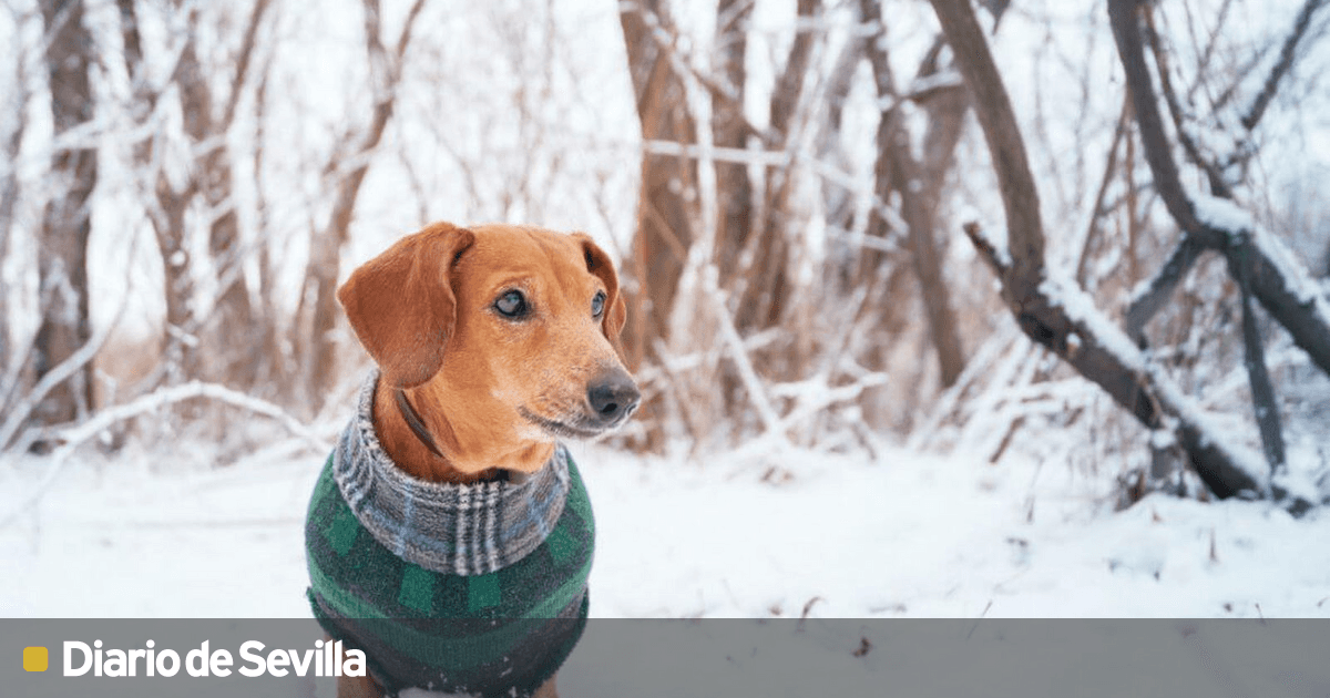 Claves para detectar si tu perro tiene frío