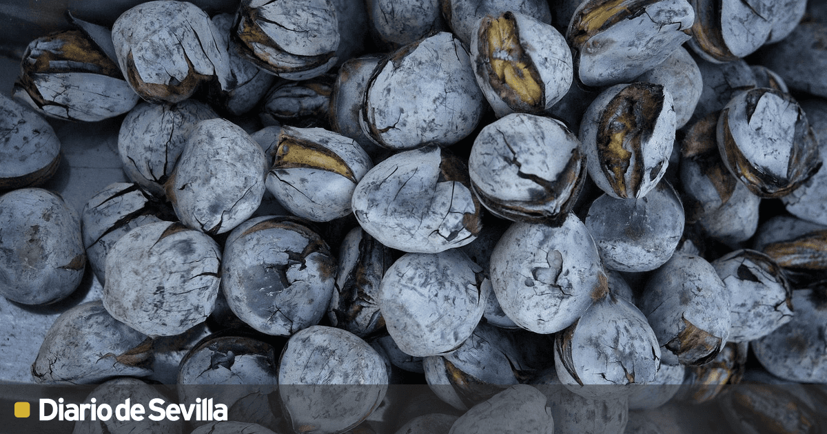 Castañas: cuándo empieza su temporada y cuáles son sus beneficios