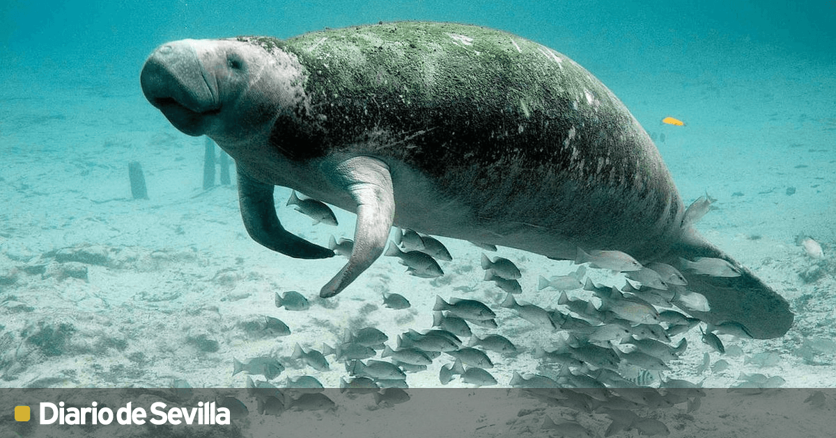 Lista de los 5 animales más lentos del mundo