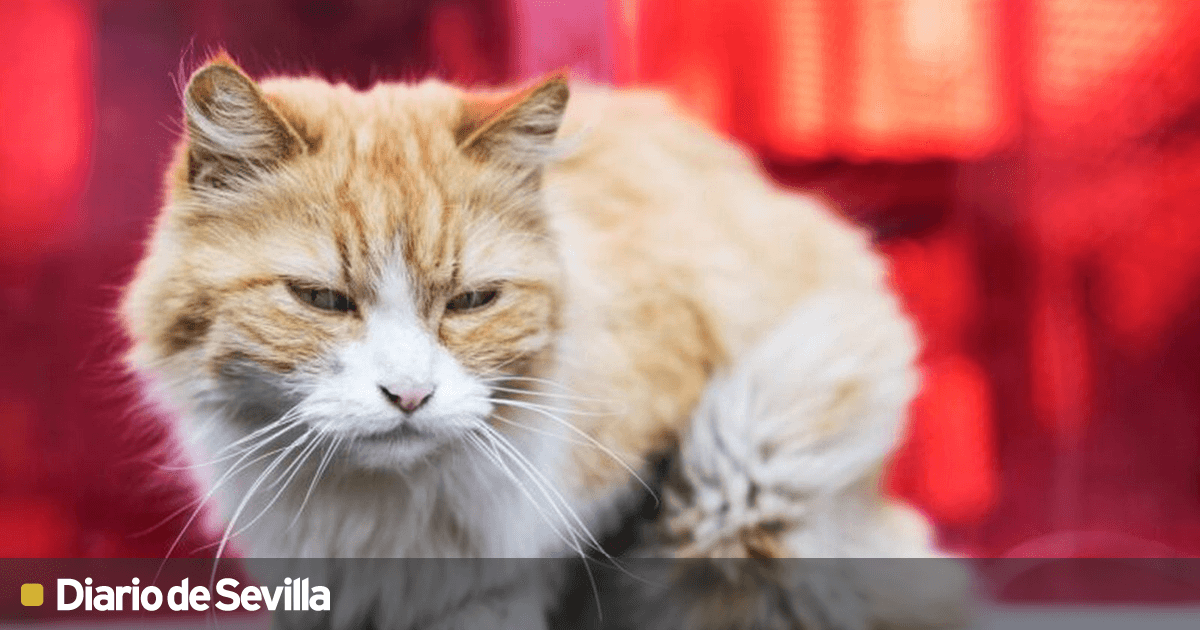 El sida felino, uno de los virus más peligrosos de los gatos