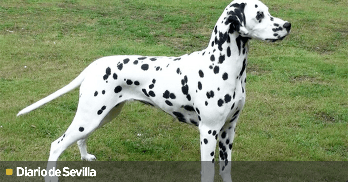 Enfermedades más comunes de los dálmatas