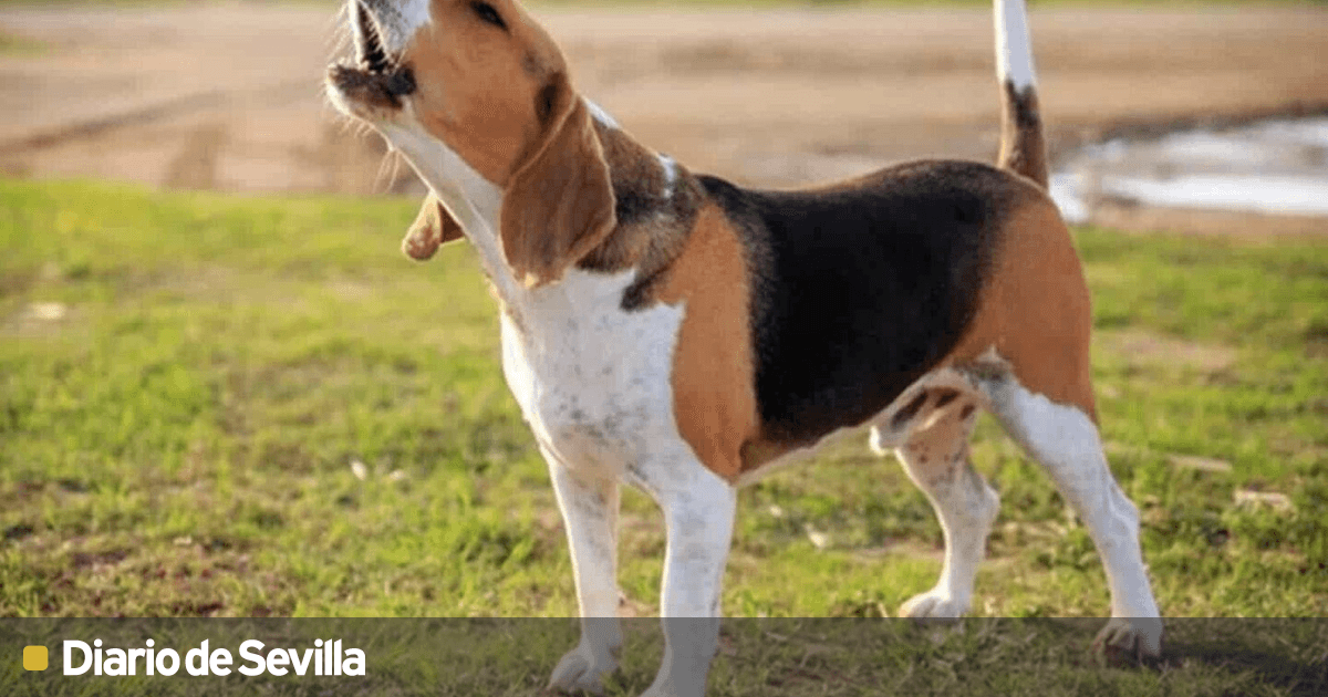 Cómo identificar los sonidos que hacen los perros