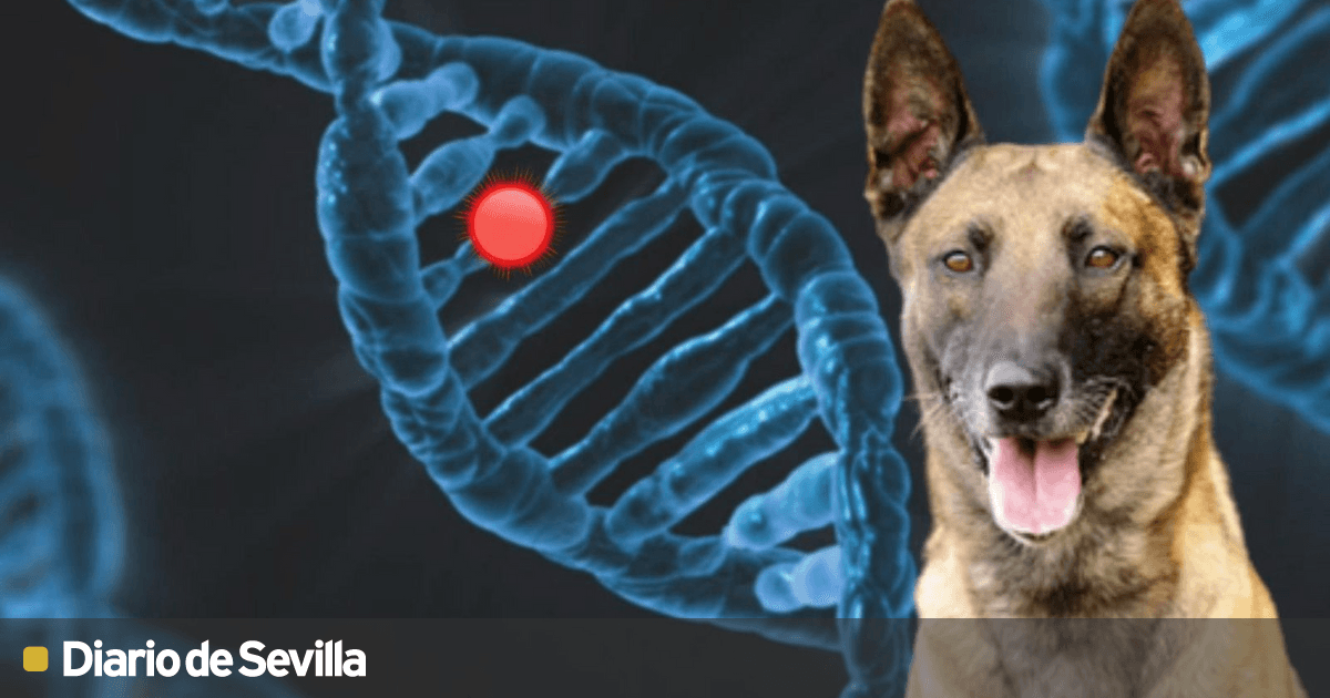 Un estudio examina la relación entre el comportamiento canino y su ...