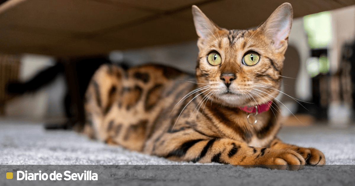 Cómo es el gato de bengala, el animal exótico de moda