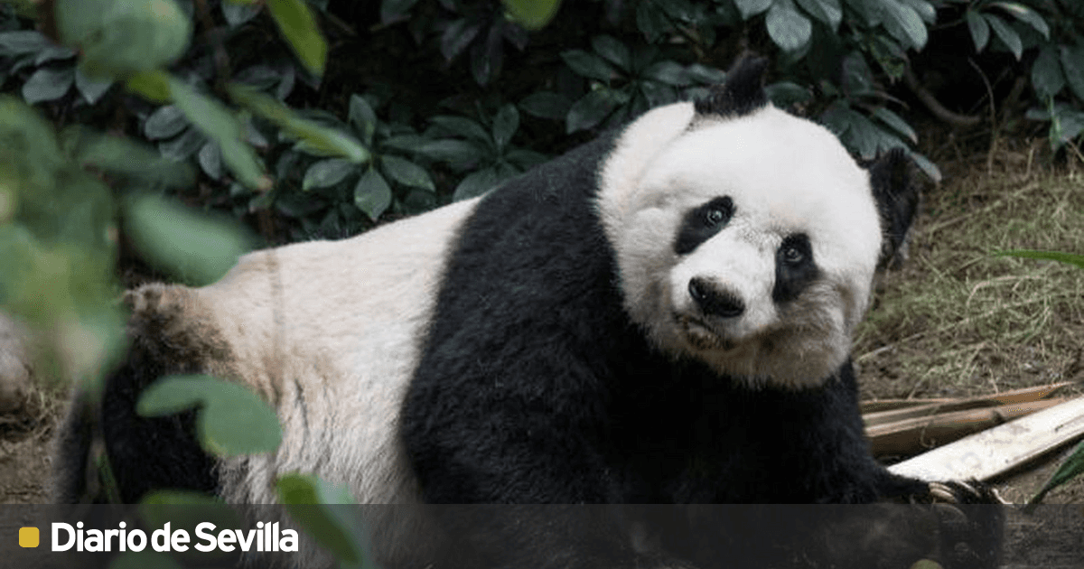 Zoo chino despide a cuidador de pandas que "pastoreó" a uno con una vara