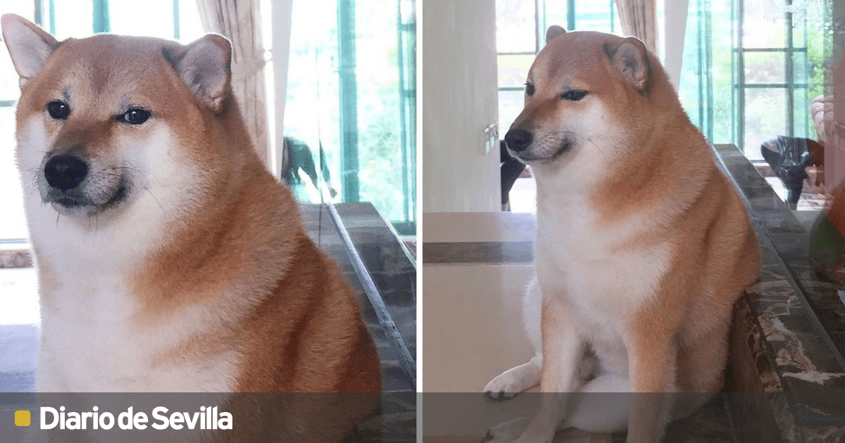 Muere de cáncer el perro viral por sus famosos memes de las redes sociales