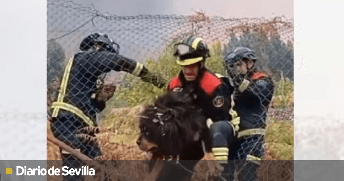 La tierna imagen de unos bomberos rescantando a un perro de los ...
