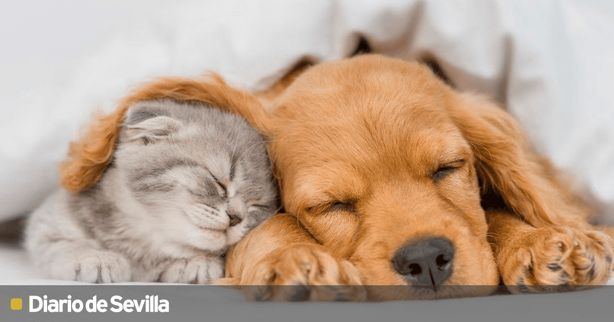 8 claves para entender la Nueva Ley de Bienestar Animal que entra en vigor en septiembre