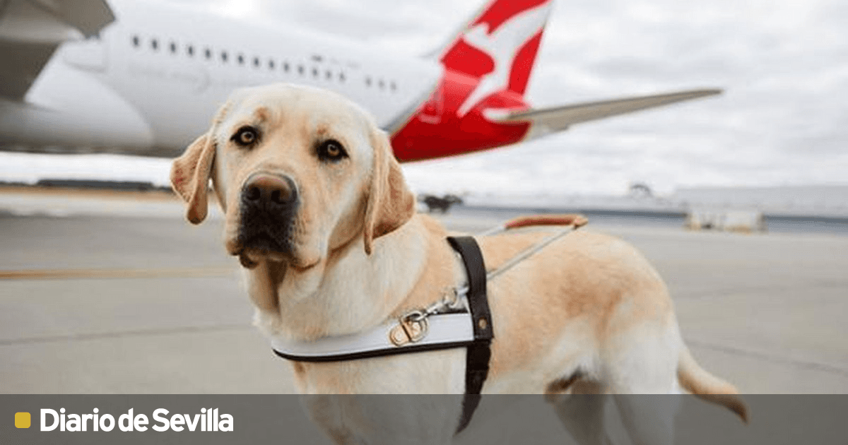 Los Perros Hacen Ruido Cuando Se Tiran Pedos