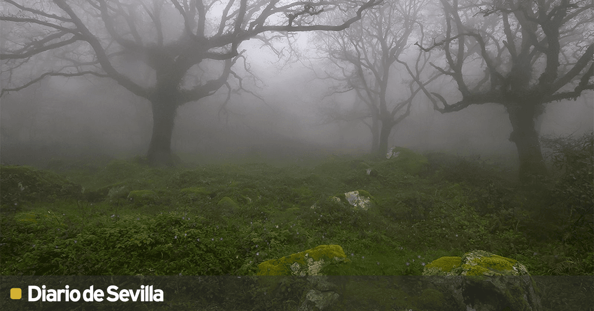 Los trabajos de restauración del Bosque de Niebla arrancan en octubre