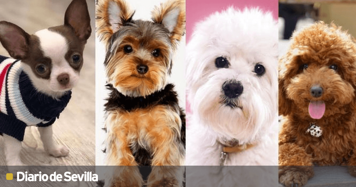 Lista de 10 perros de raza pequeña que siempre están de moda