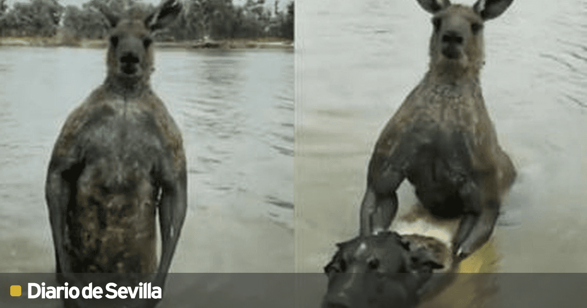 Un enorme canguro se enfrenta a un hombre después de haber capturado a ...