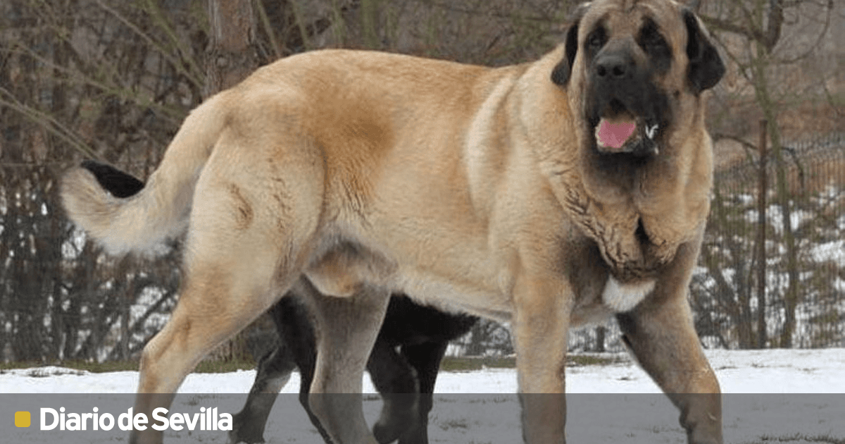 El mastín, una raza que no está incluida en la lista de Perros ...