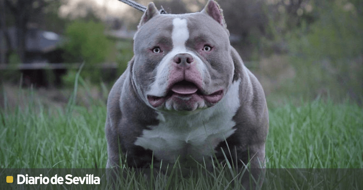 Descubre al American Bully XL, la mezcla selectiva de varias razas de ...