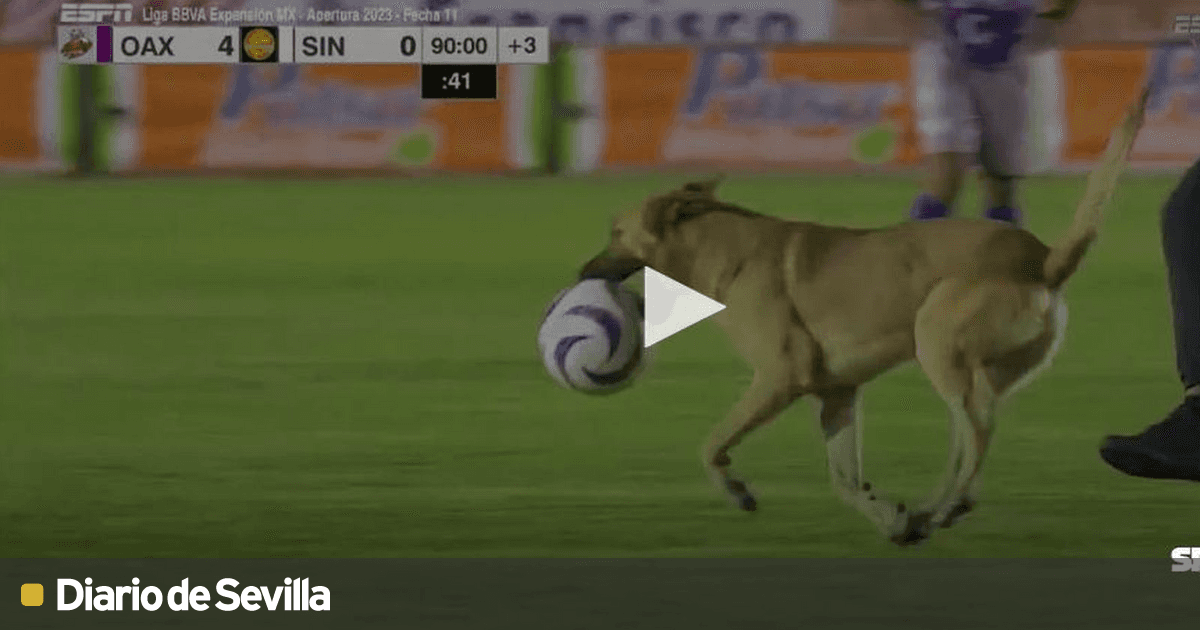 Un perro causa sensación en un estadio de fútbol al saltar al terreno ...