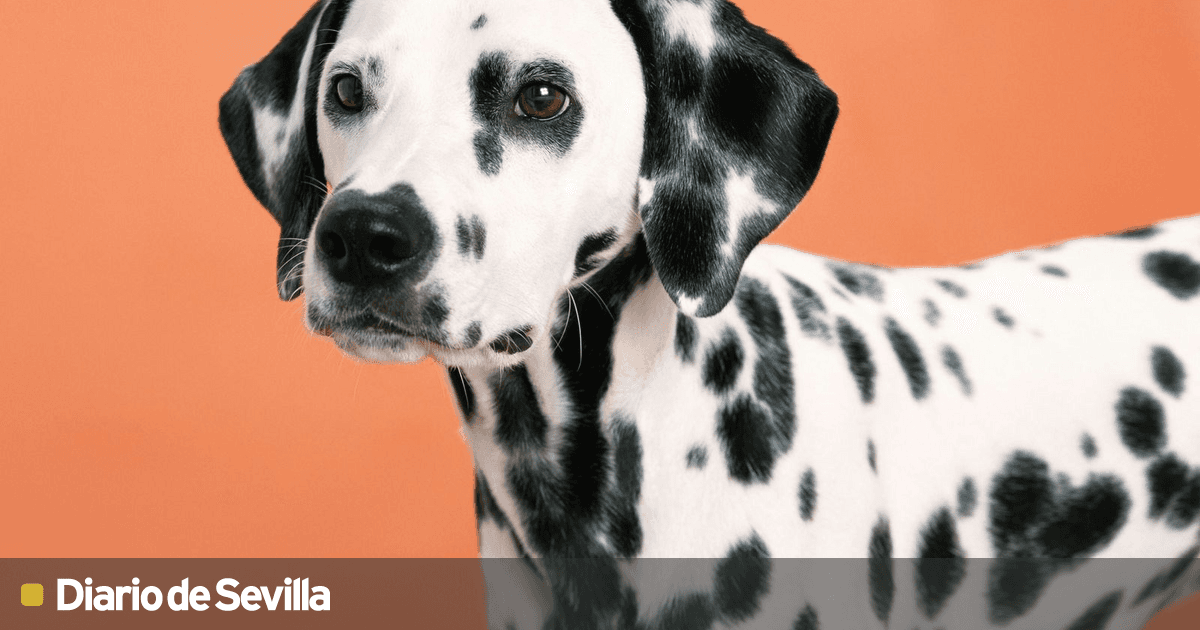 Dálmata, el perro de Croacia con manchas famoso en todo el mundo y con ...