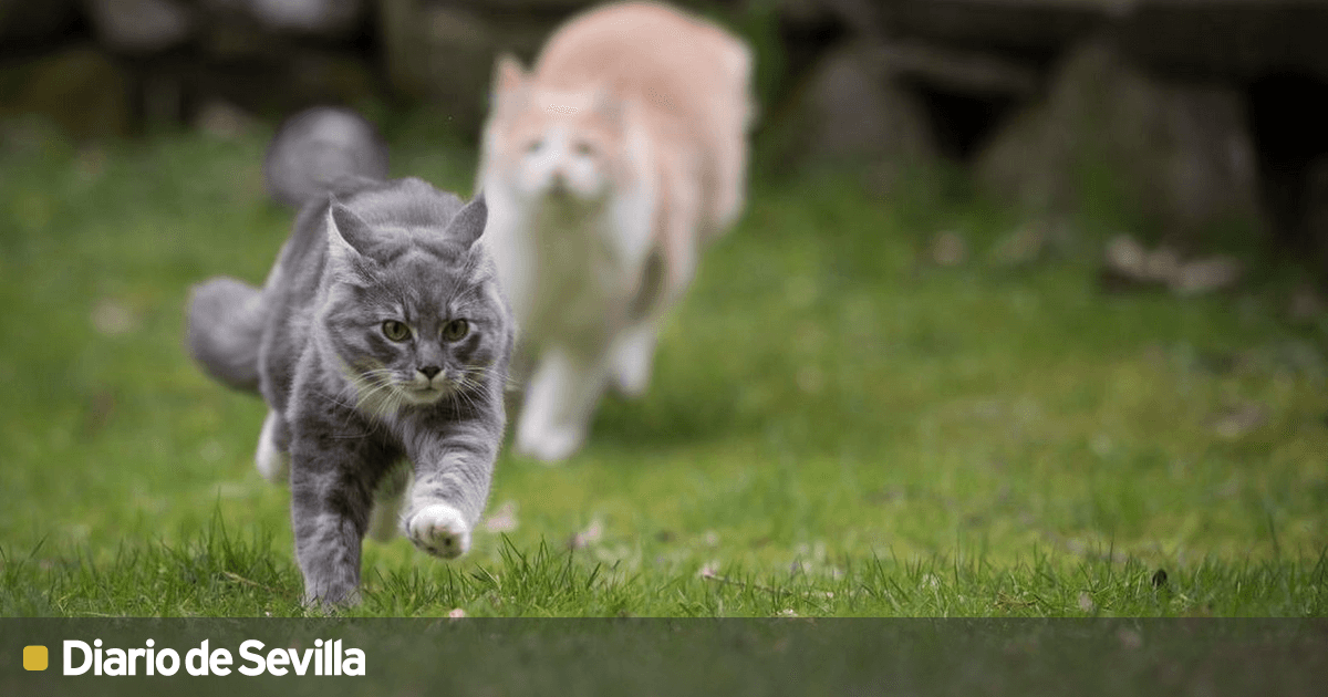 ¿Cómo de rápido puede correr un gato? Esta es su impresionante ...