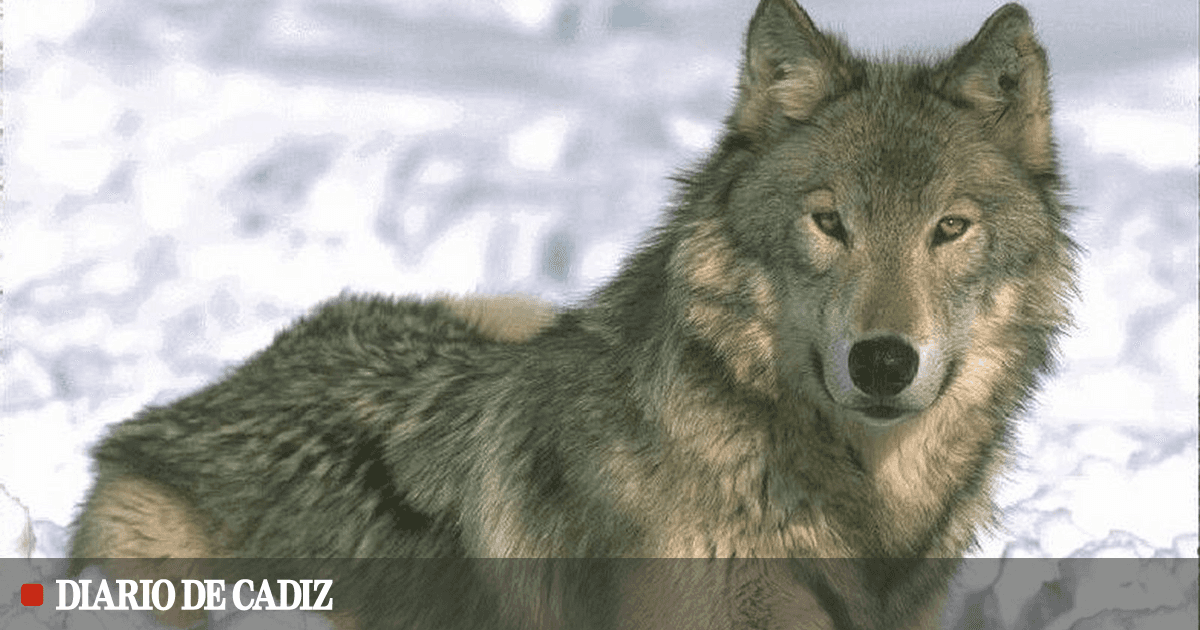 Lecciones para lobeznos