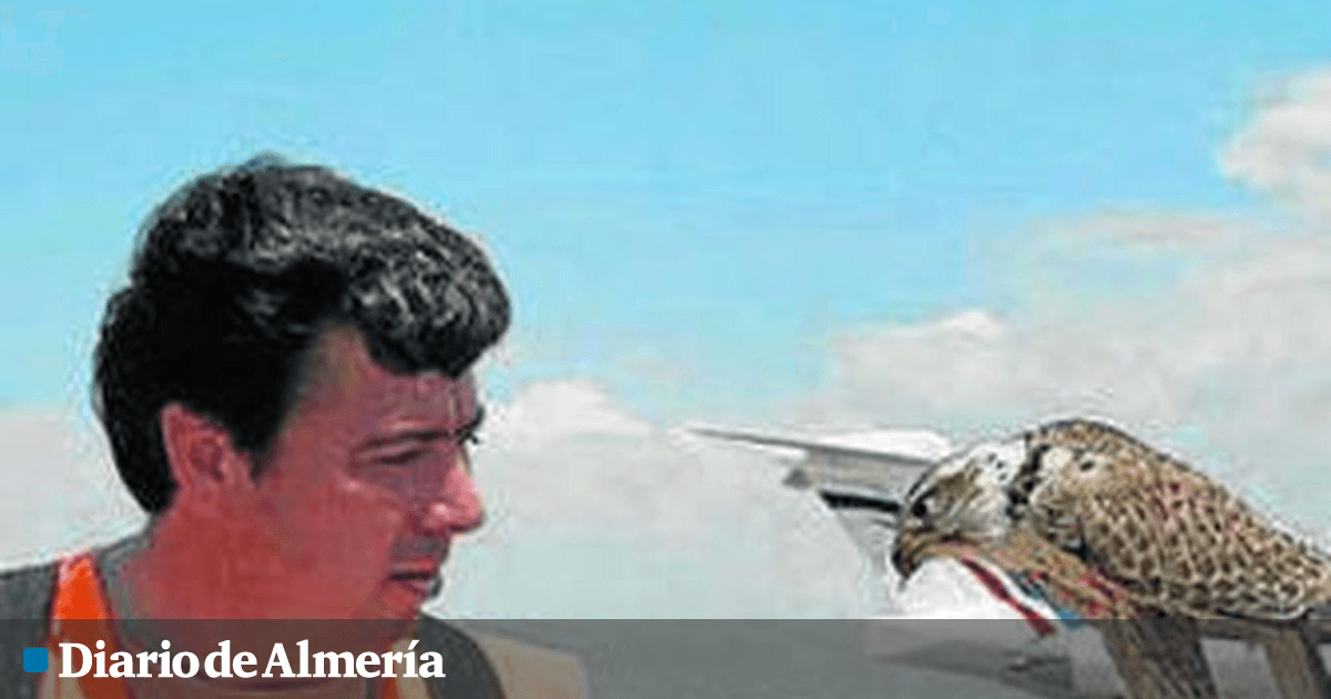Nace un halcón peregrino en el aeropuerto de Almería