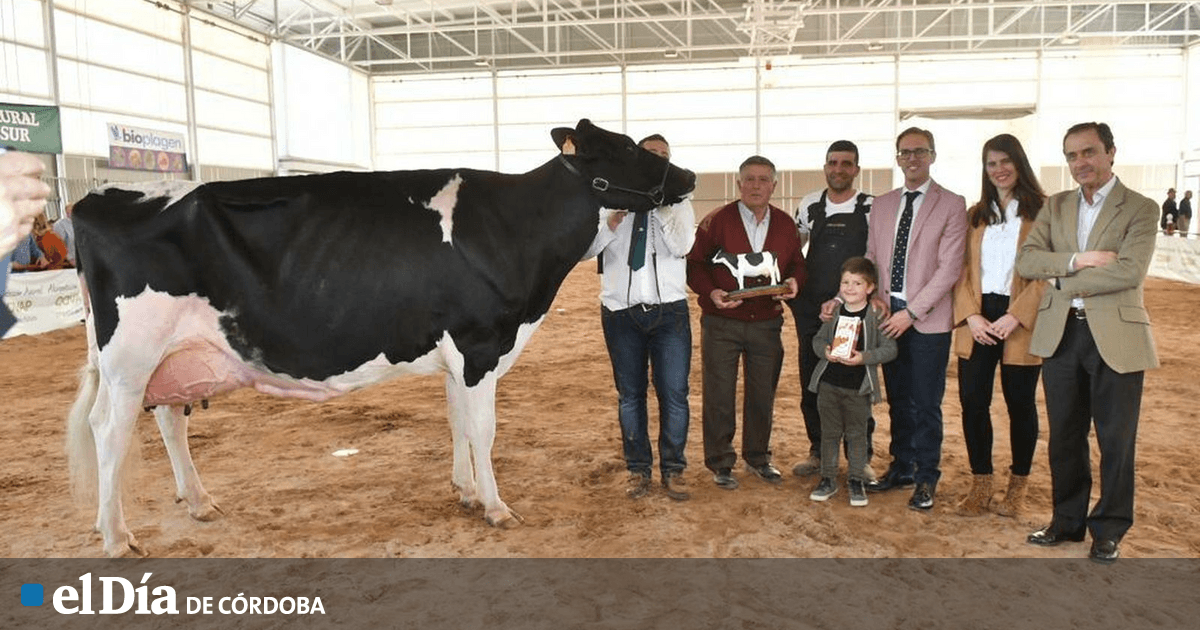 La vaca más guapa de Andalucía se llama 'Copada' y es de Pozoblanco