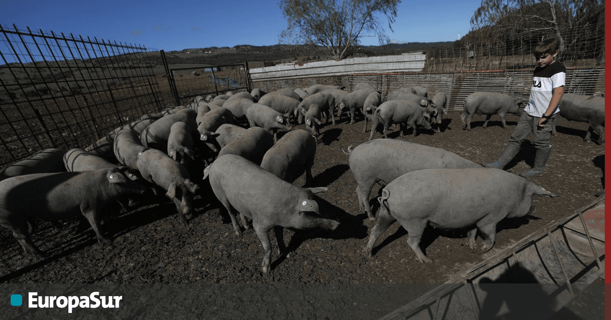 Las fotos de los cerdos 100% ibéricos que se crían en Tarifa