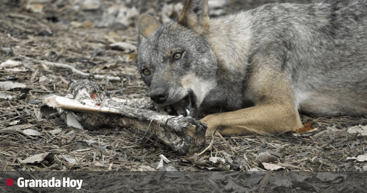 Humanos y lobos compartieron la carne de sus presas hace millón y medio ...