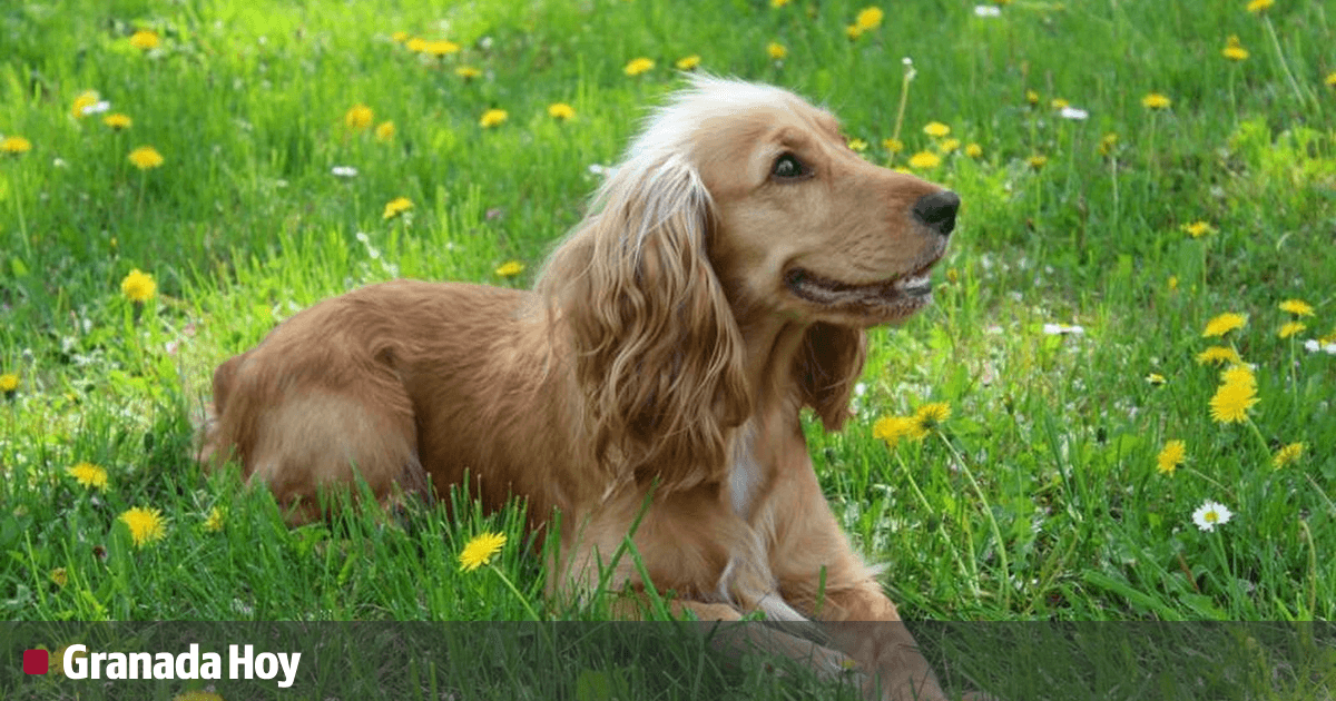 El Cocker Spaniel, el perro de caza con una curiosa personalidad