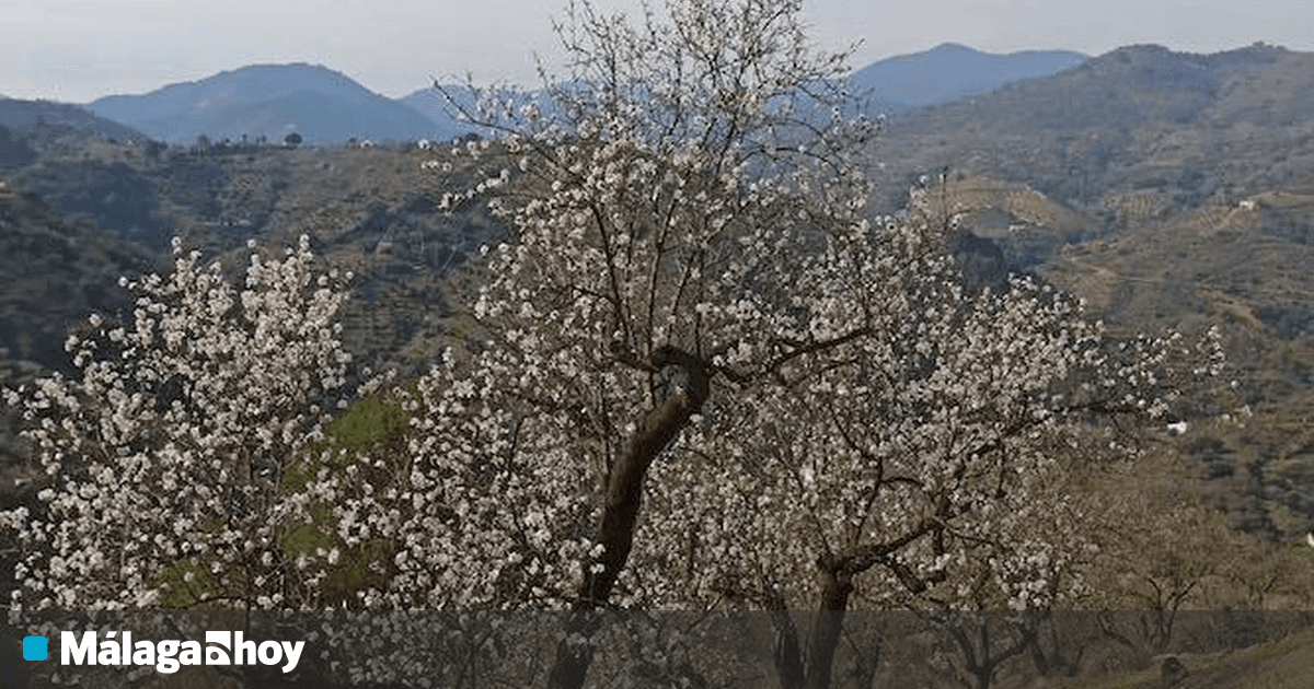 Una de las rutas más bellas de Málaga: dónde ver la floración del almendro
